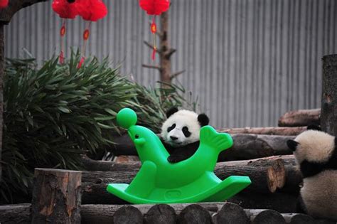 最萌新年祝福！中國大熊貓保護研究中心熊貓寶寶向全國人民拜年 每日頭條