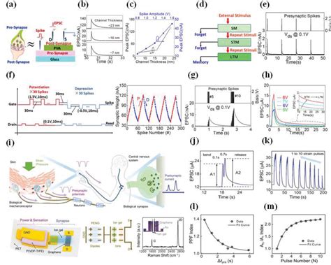 A The Diagram Of Biological Synapse And PVAtransistor Device B The