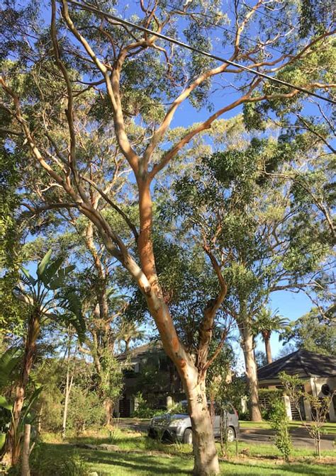 Eucalyptus Punctata Grey Gum