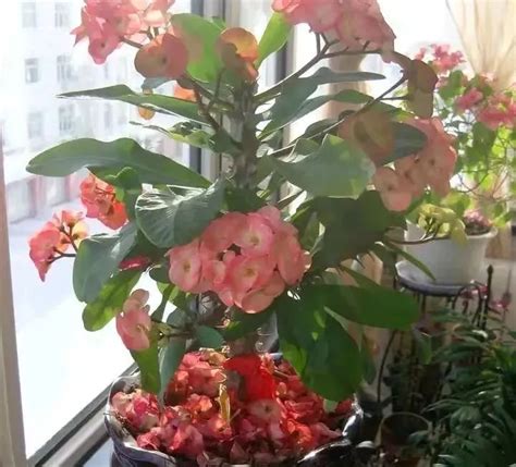 有毒的花都有什么品种这8种漂亮花内含毒素不适合放在室内养一盆扔一盆 说明书网