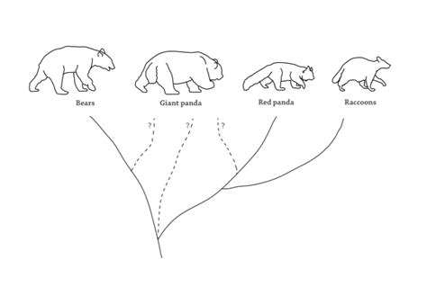 Are Pandas Bears Panda Things