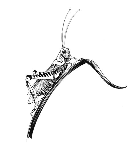 Premium Photo Grasshopper On The Grass Ink Black And White Drawing