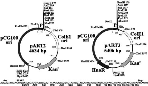 Dna Maps Of Plasmids Part2 And Part3 The Following Plasmid Features