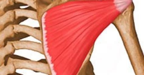 Body Muscle Detail And Exercise Fitness Infraspinatus Muscle Anatomy