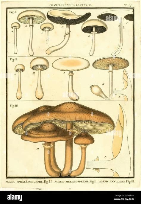 Top Section Displays Three Different Types Hi Res Stock Photography And Images Alamy