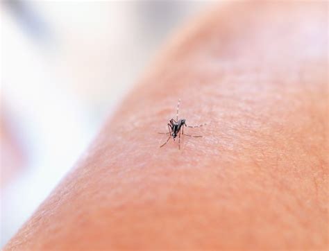 Bahia tem 30 mortes por dengue e 265 municípios em epidemia da doença