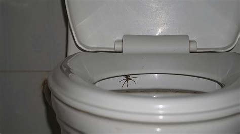 Can A Spider Get In Your Toilet When To Worry And Prevention Tips Home