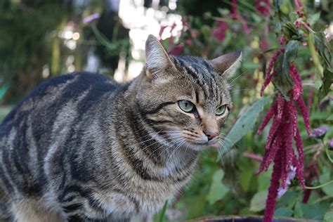 Feline Leukemia Symptoms Transmission And Treatment