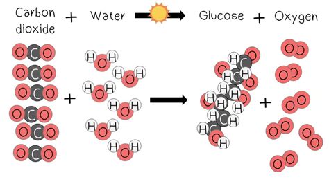 Equation For Photosynthesis Reactants And Products