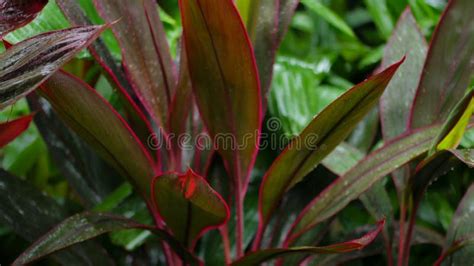 Cierre De Una Planta De Flores Con Hojas Rojas Y Verdes Metrajes