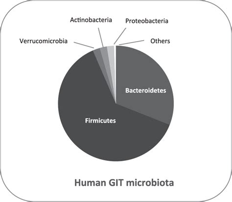2 Major Phylogenetic Divisions Of Bacteria Within The Human Gut