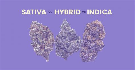Sativa Vs Indica Vs Hybrid Strains The Ultimate Comparison Guide