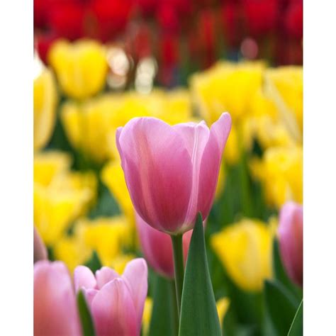 Tulip Mistress