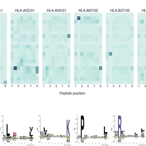 Accumulative Attention Scores For Peptide Binders Associated With