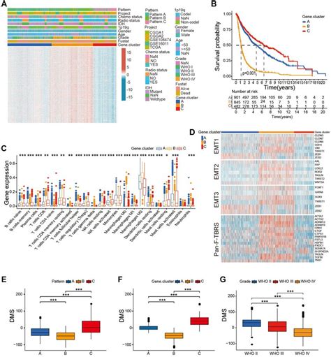 Construction Of Dms In The Gather Glioma Cohort A Unsupervised Download Scientific Diagram