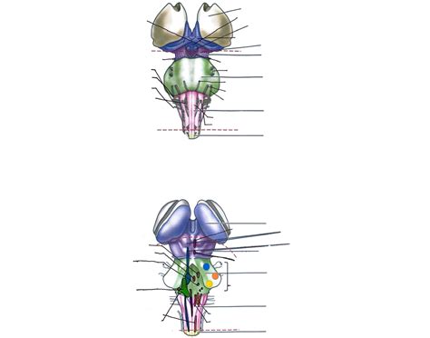 Neuro Anatomie Tronc Cérébral — Printable Worksheet