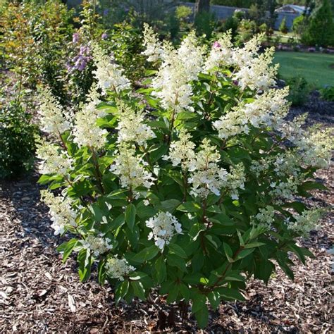 Tiny Quick Fire® Panicle Hydrangea Proven Winners Colorchoice