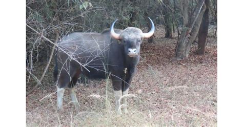 District Forest Officer Sets Up A Committee To Study The Growing Gaur
