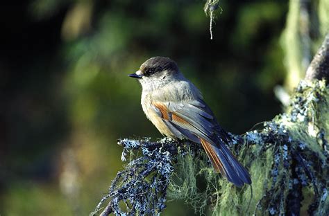 Biologisk mångfald Skydda Skogen