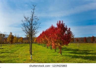 Tree Row With Flowers In Color Change Images Stock Photos Vectors Shutterstock