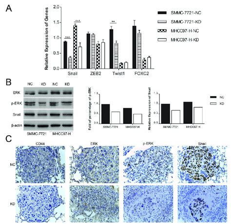 Knockdown Of Cd44 Induced The Met In Smmc 7721 And Mhcc97 H Cells By