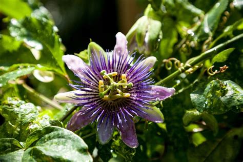 Purple And White Flower On A Passion Fruit Vine Called Passiflora