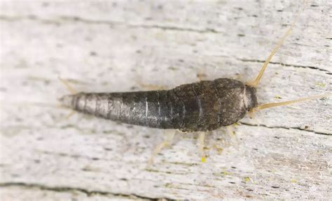Are These Sneaky Maine Bugs Hiding In Your Home