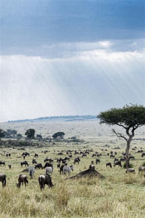 Most Common Savanna Plants