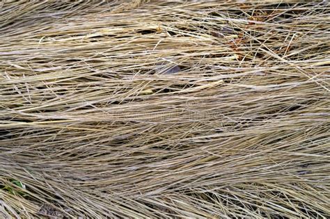 Background Of A Aged Dry Straw Withered Heap Of Grass Stock Image