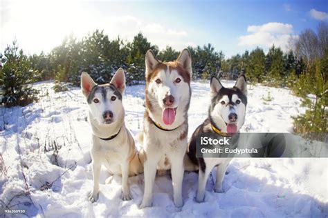 3 순종 시베리안 허스키 강아지 겨울에는 눈에 야외에서 앉아 넓은 각도 보기 가축에 대한 스톡 사진 및 기타 이미지 가축