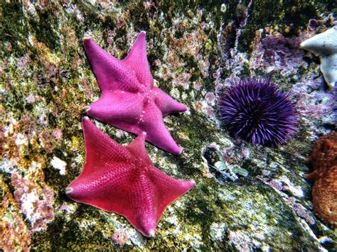 Surprising Facts About Starfish