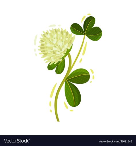 White Trifolium Or Clover Flower Head On Green Vector Image