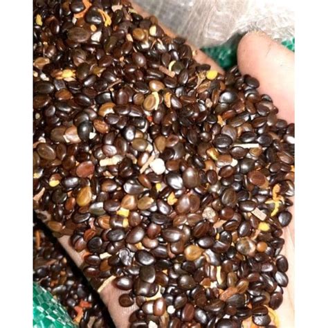 Jual Biji Pohon Akasia Formis Pohon Akasia Daun Kecil Shopee Indonesia