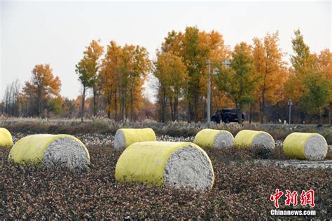 新疆喀什逾600万亩棉花大规模开展机械化采收 新闻中心 温州网
