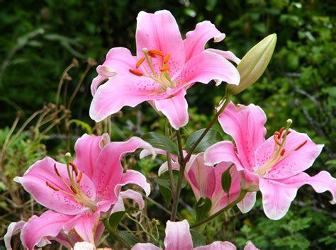 Dursley Garden Wairarapa New Zealand Pink Lilies