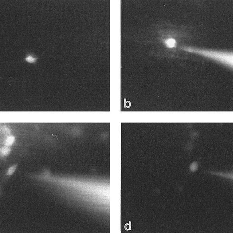 Fluorescence Photomicrographs Obtained During Patch Clamp Re Download