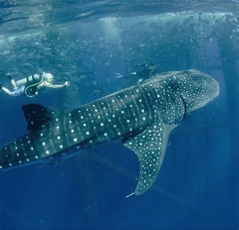 TPWD S Artificial Reef Program Meant To Attract Whale Shark Other