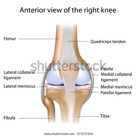 Knee Joint Anatomy Labeled Stock Illustration 157672166 Shutterstock