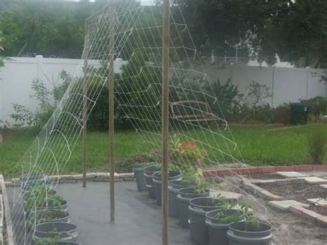 Tomato Trellis Gives You Four Benefits To Your Tomato Plants