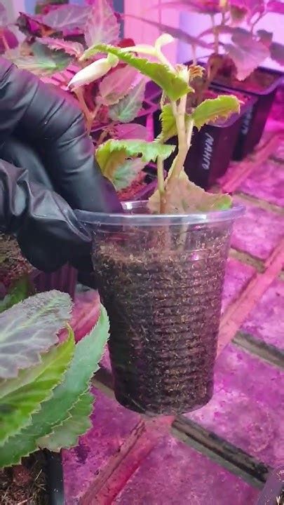 Заглянем на стеллаж к бегониям Youtube