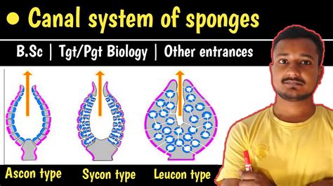 Sponges Water Canal System At Jenenge Blog