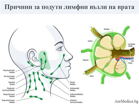 Кога се подуват лимфните възли на врата Arsmedica Bg