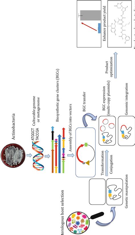 1 Conventional Workflow For Identification And Heterologous Expression