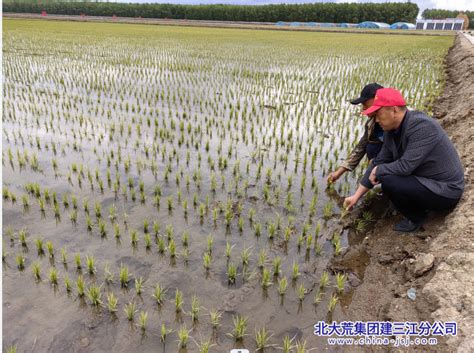八五九农场有限公司推广绿色良方促水稻增效益 农机新闻网