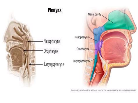 The Anatomy And Physiology Of Speech Productionphonetics Pptx