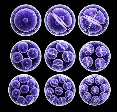 Process Division Of Cell Stock Illustration Illustration Of Physiology