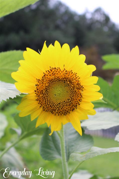 Finally Sunflowers