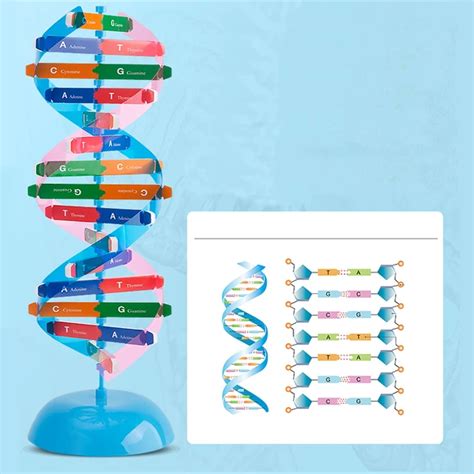 Dna Model Project With Beads