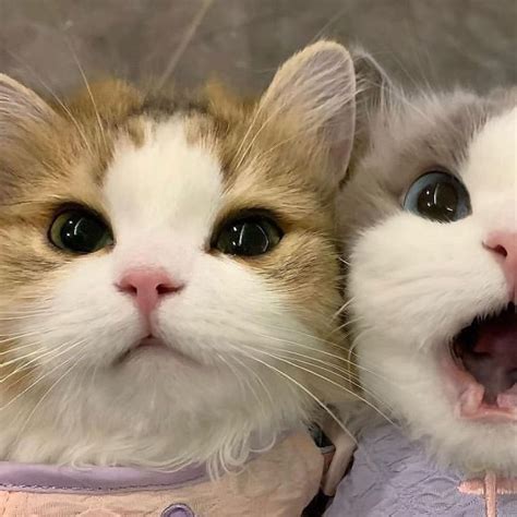 Épinglé Par 귀여운 Ssey Sur ᅠᅠᅠ Chat