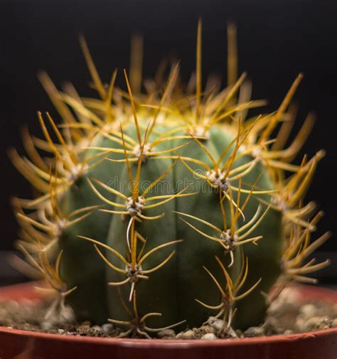 Spine Ball Cactus Stock Image Image Of Spikes Closeup 181216687